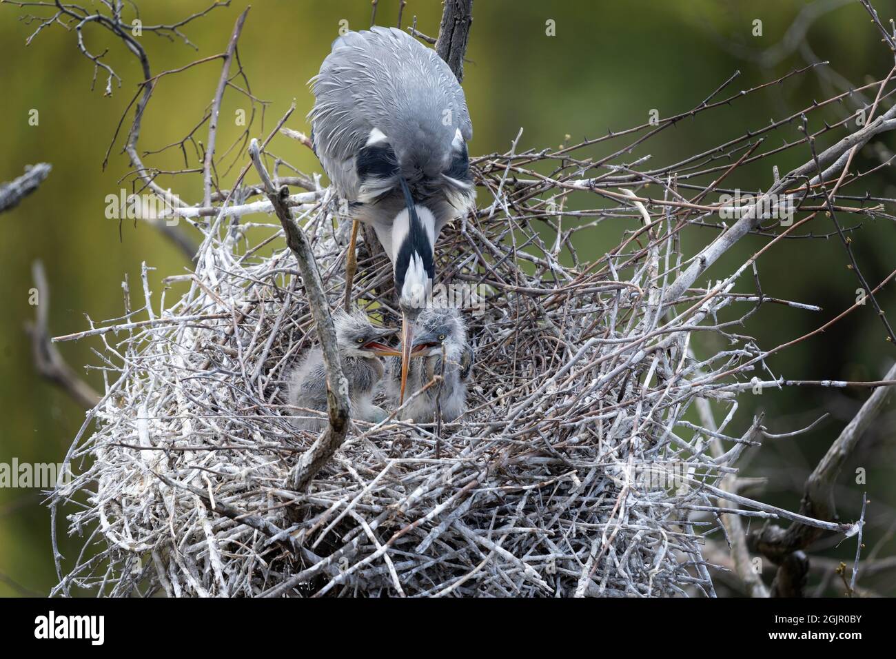 Grey heron nesting in the crown of tree. Heron on the nest. European ...
