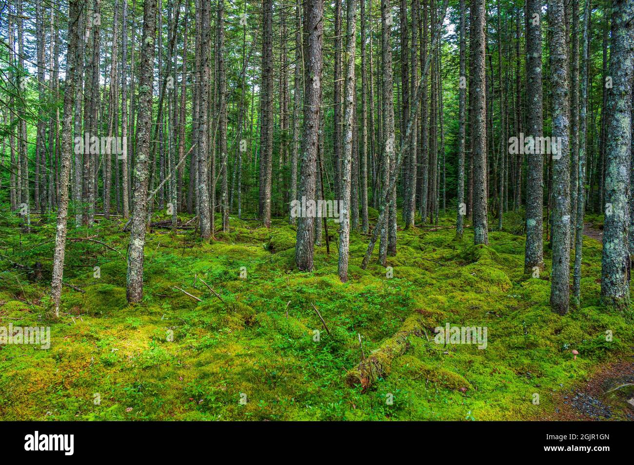 Stephen phillips memorial preserve hi-res stock photography and images ...