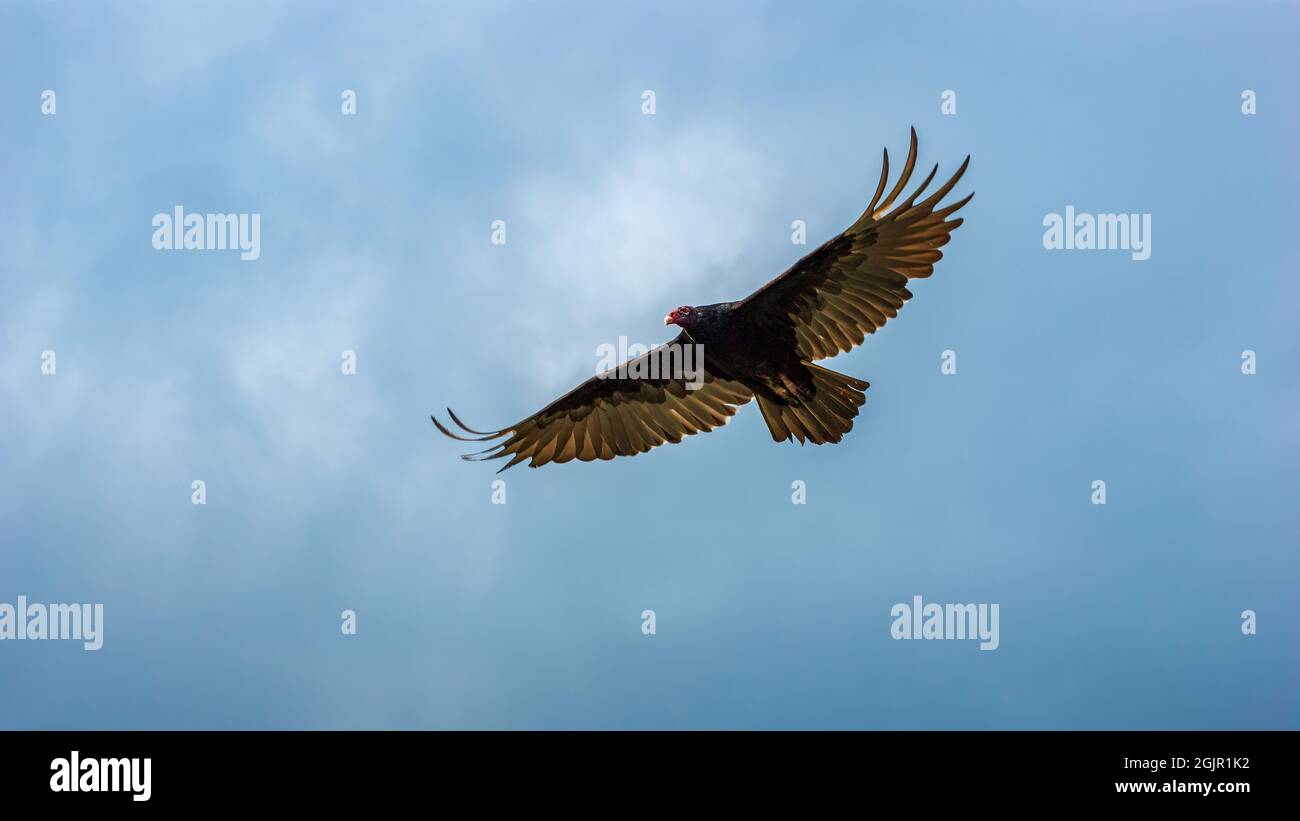 Static soaring flight hi-res stock photography and images - Alamy