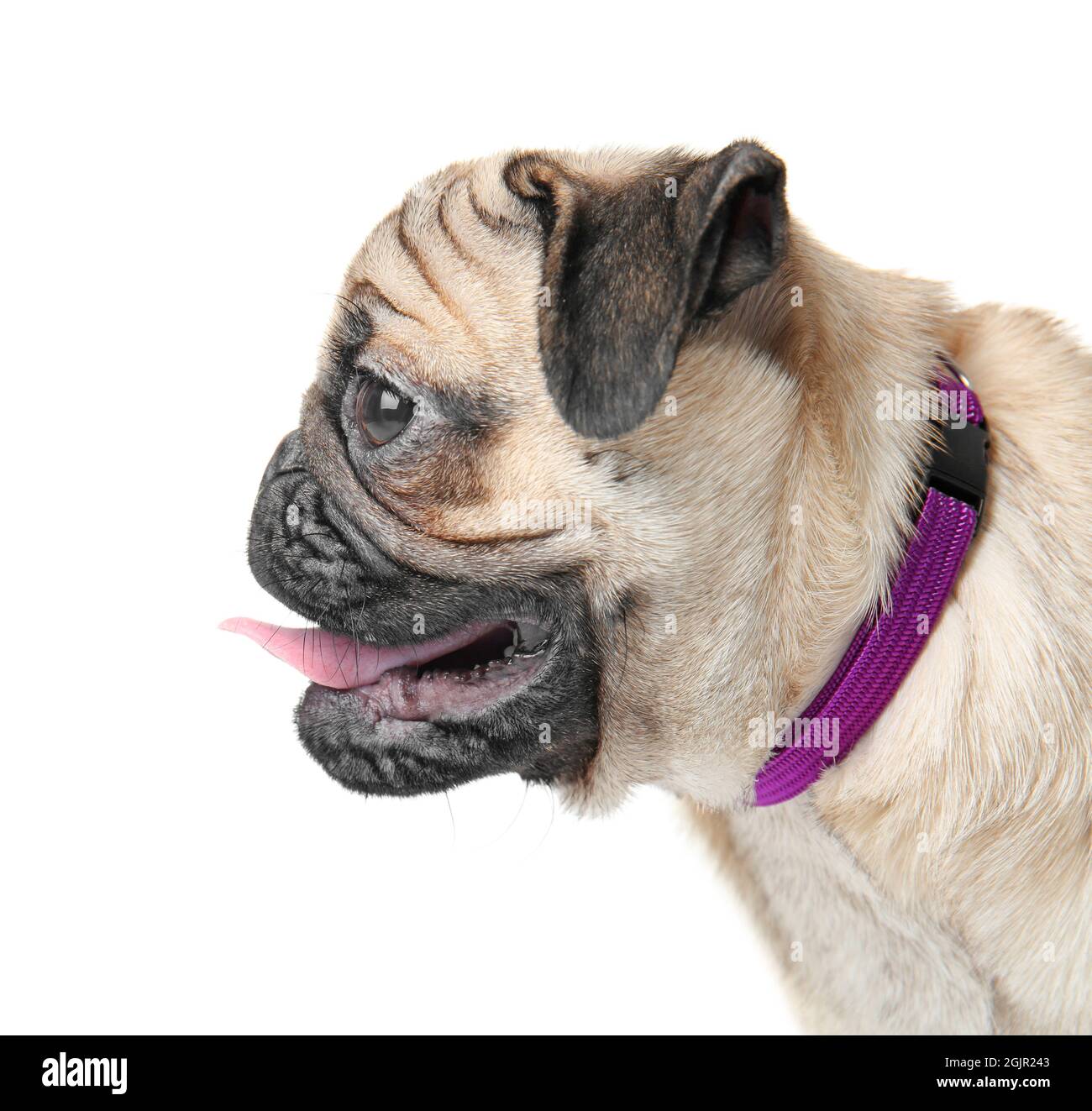 Pug dog's portrait in profile on white background Stock Photo - Alamy