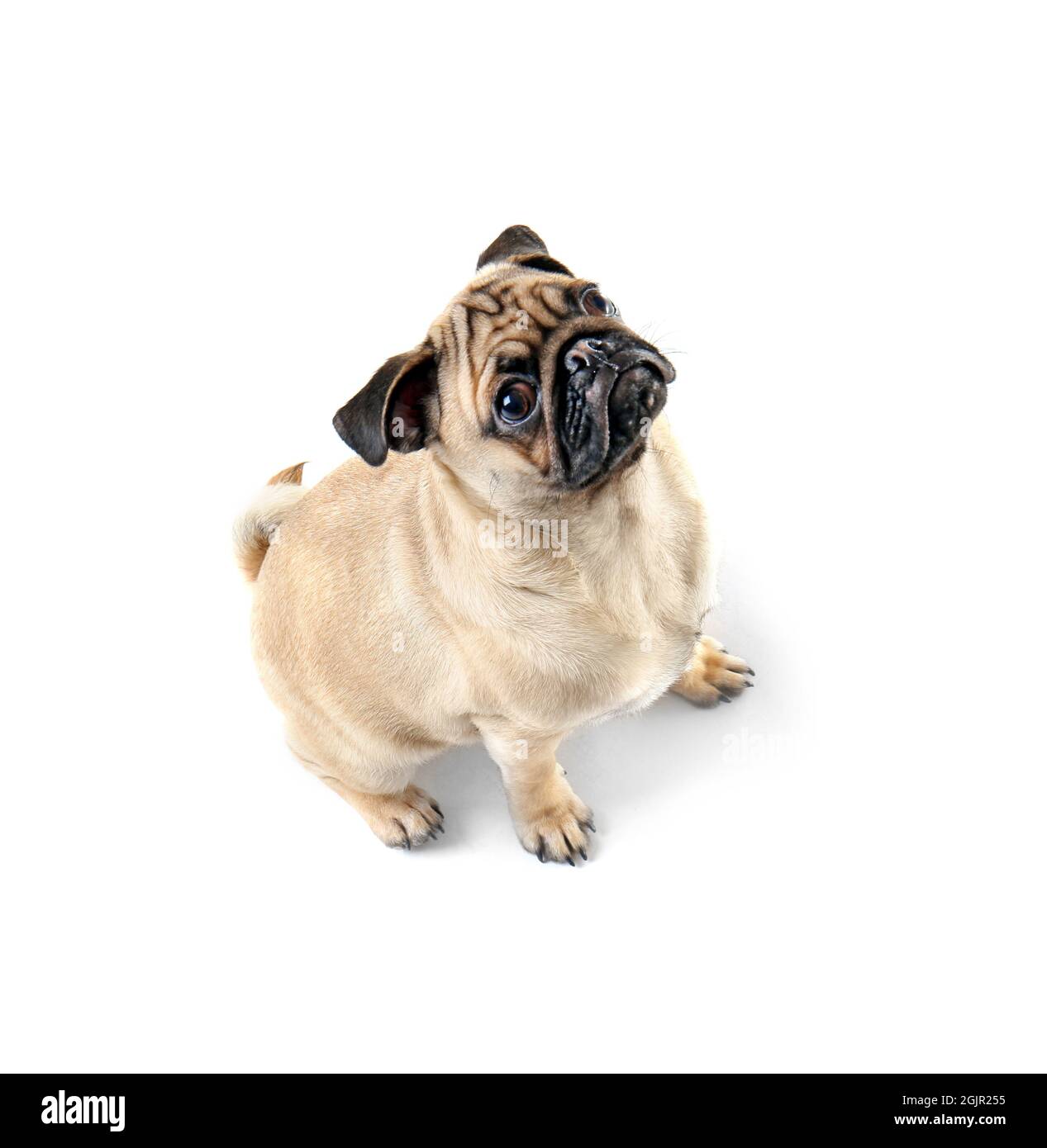 Pug dog on white background Stock Photo - Alamy