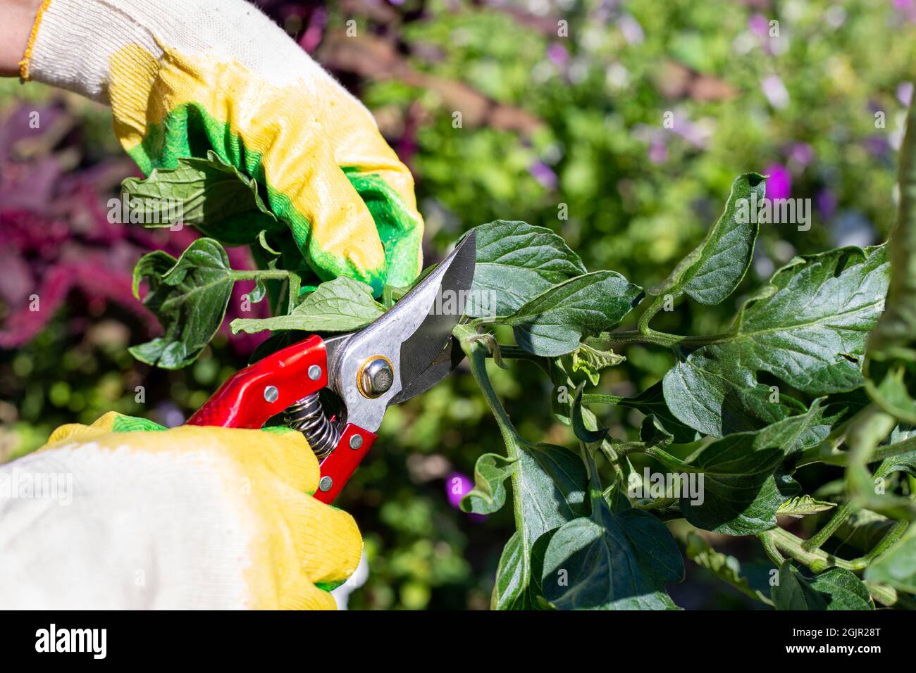 Pruning tomato bushes with pruning shears. Growing and caring for ...