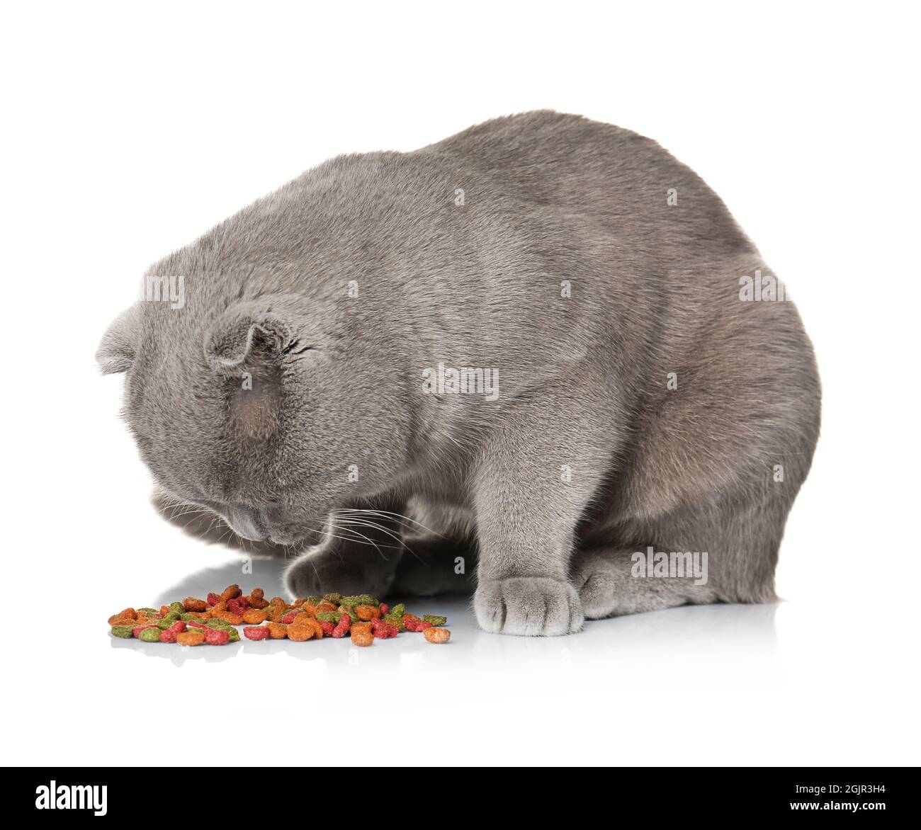 Cute cat eating on white background Stock Photo - Alamy