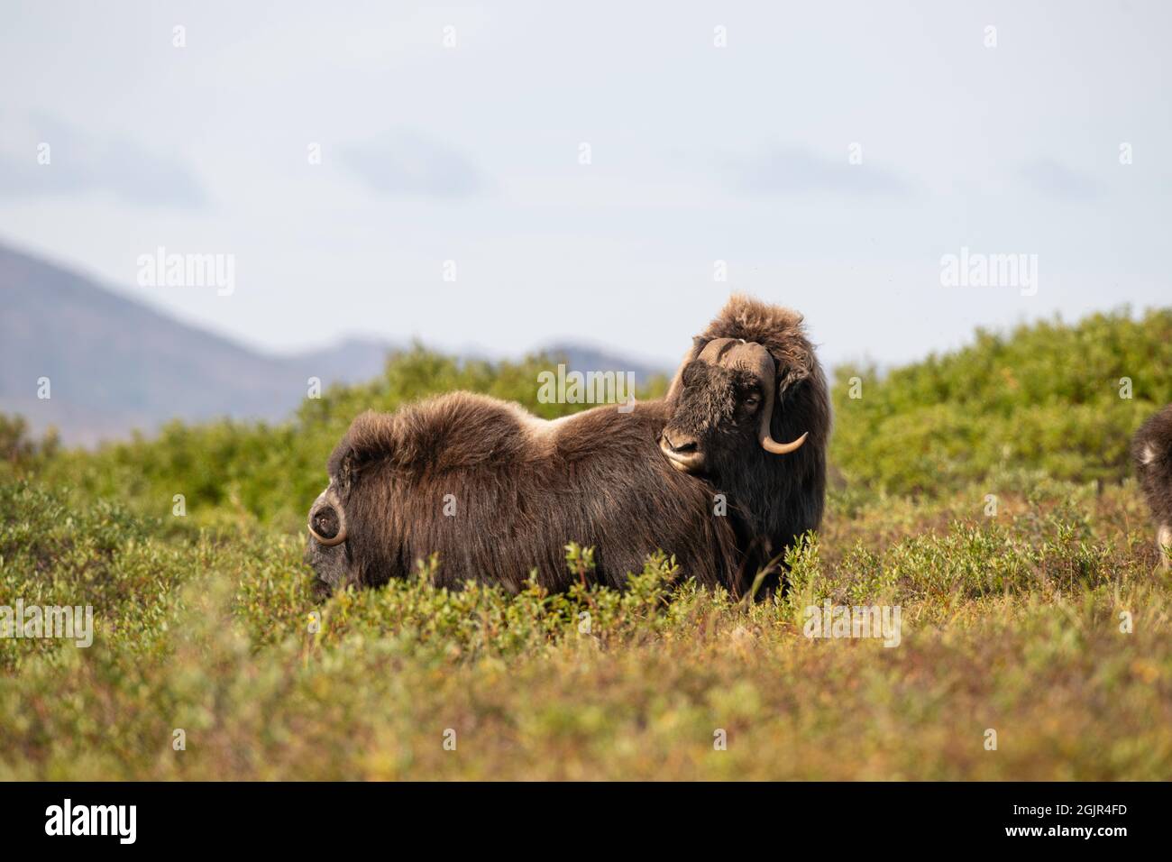 Wild muskox in Nome, Alaska Stock Photo - Alamy