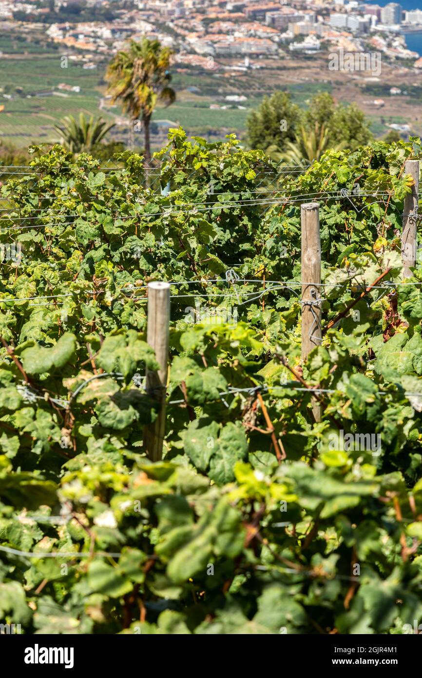 Vertical shot of a beautiful vineyard Stock Photo - Alamy