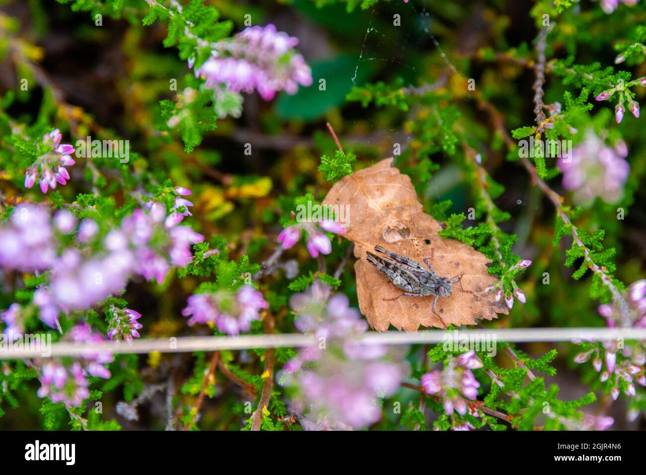Heather blossom hi-res stock photography and images - Alamy