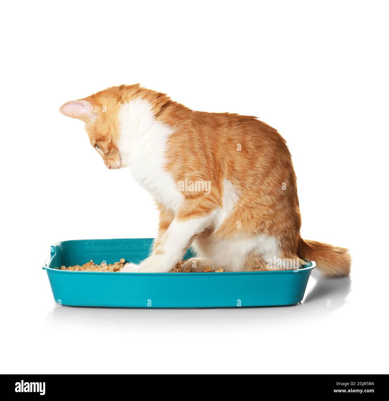 Foxy cat in plastic litter on white background Stock Photo - Alamy