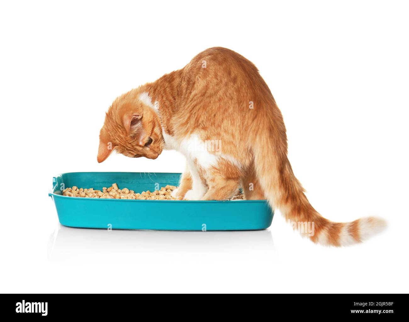 Foxy cat in plastic litter on white background Stock Photo - Alamy