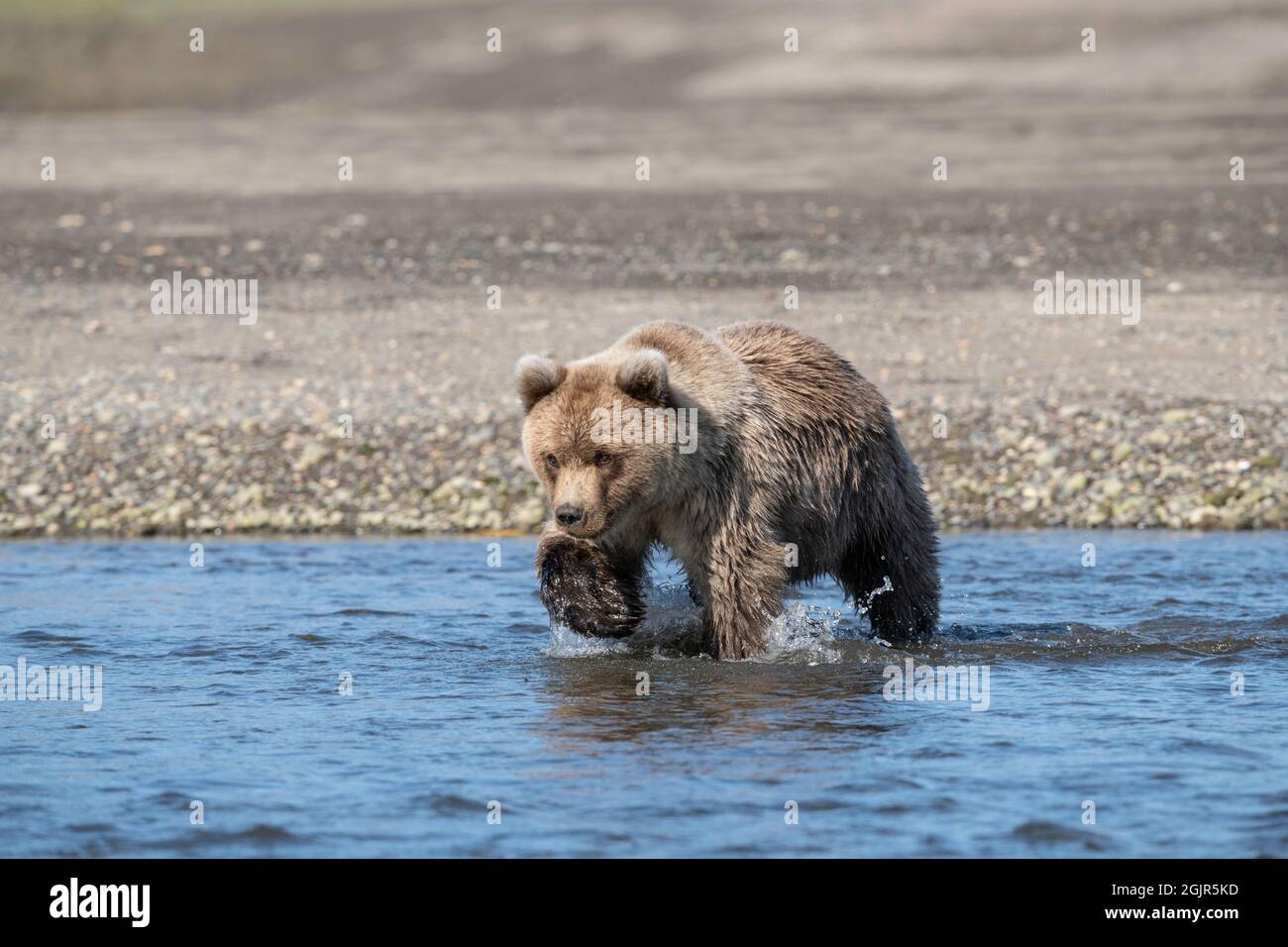 Alaskan Coastal Brown Bear Stock Photo - Alamy