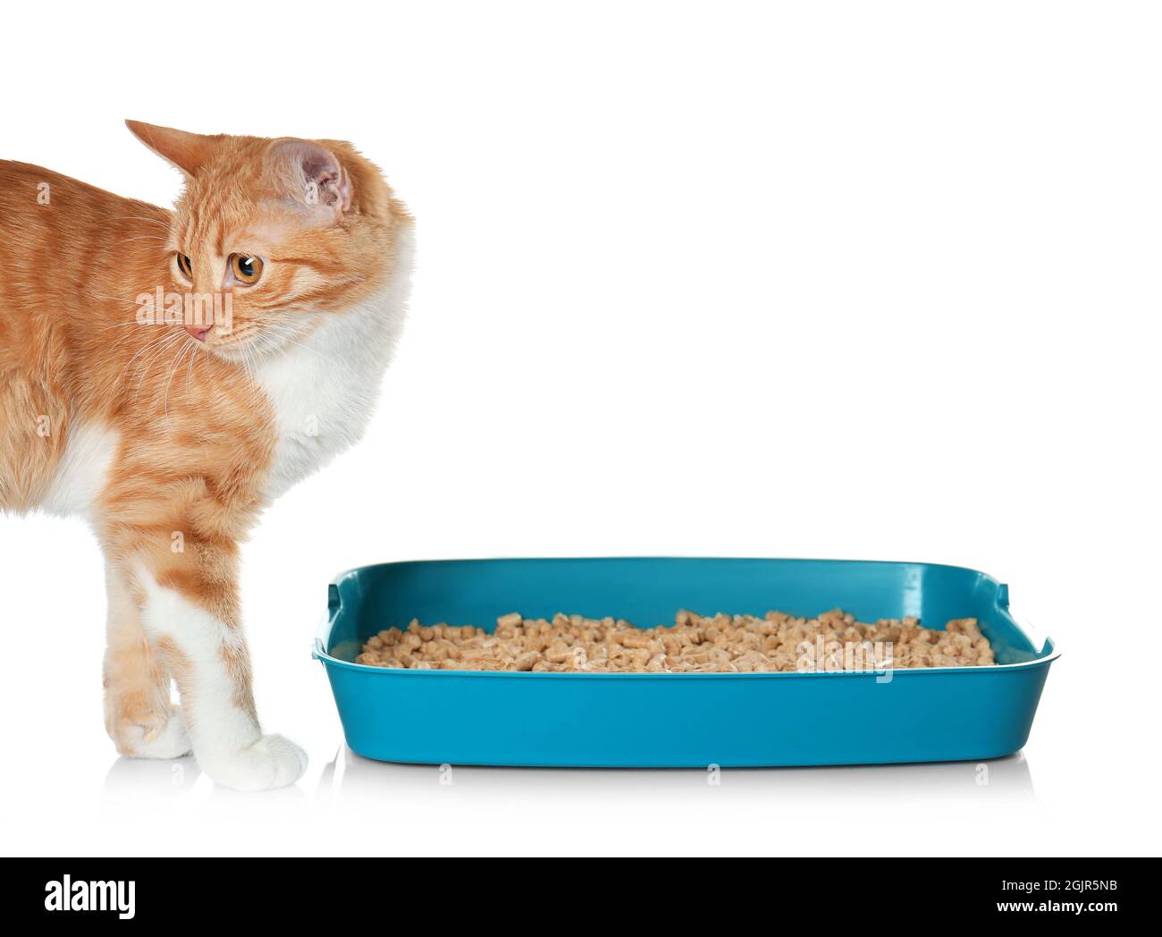 Foxy cat in plastic litter on white background Stock Photo - Alamy