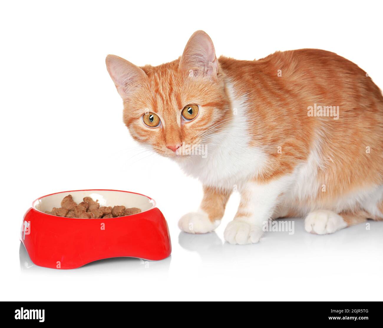 Foxy cat eating food from bowl on white background Stock Photo - Alamy