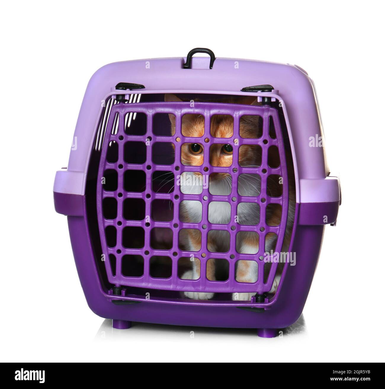 Foxy cat inside plastic carrier box on white background Stock Photo - Alamy