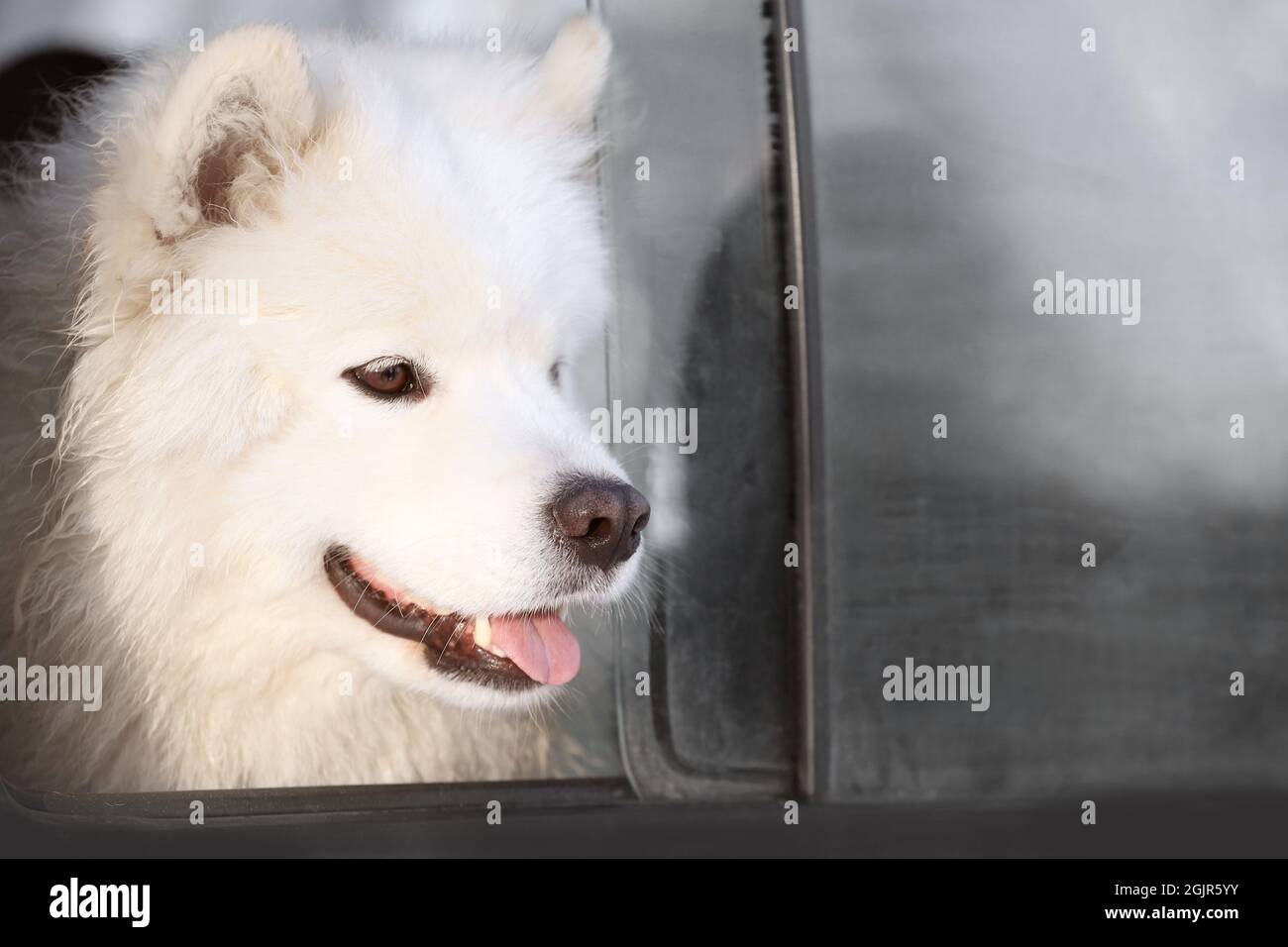 Cute samoyed dog looking out of car window Stock Photo - Alamy