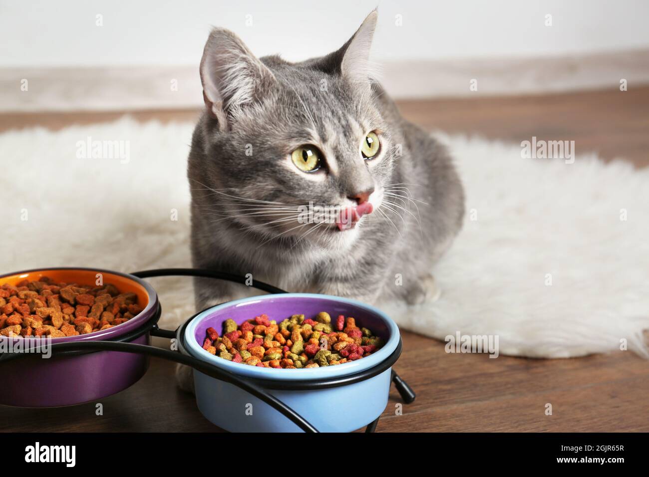 Cute cat eating on floor at home Stock Photo - Alamy