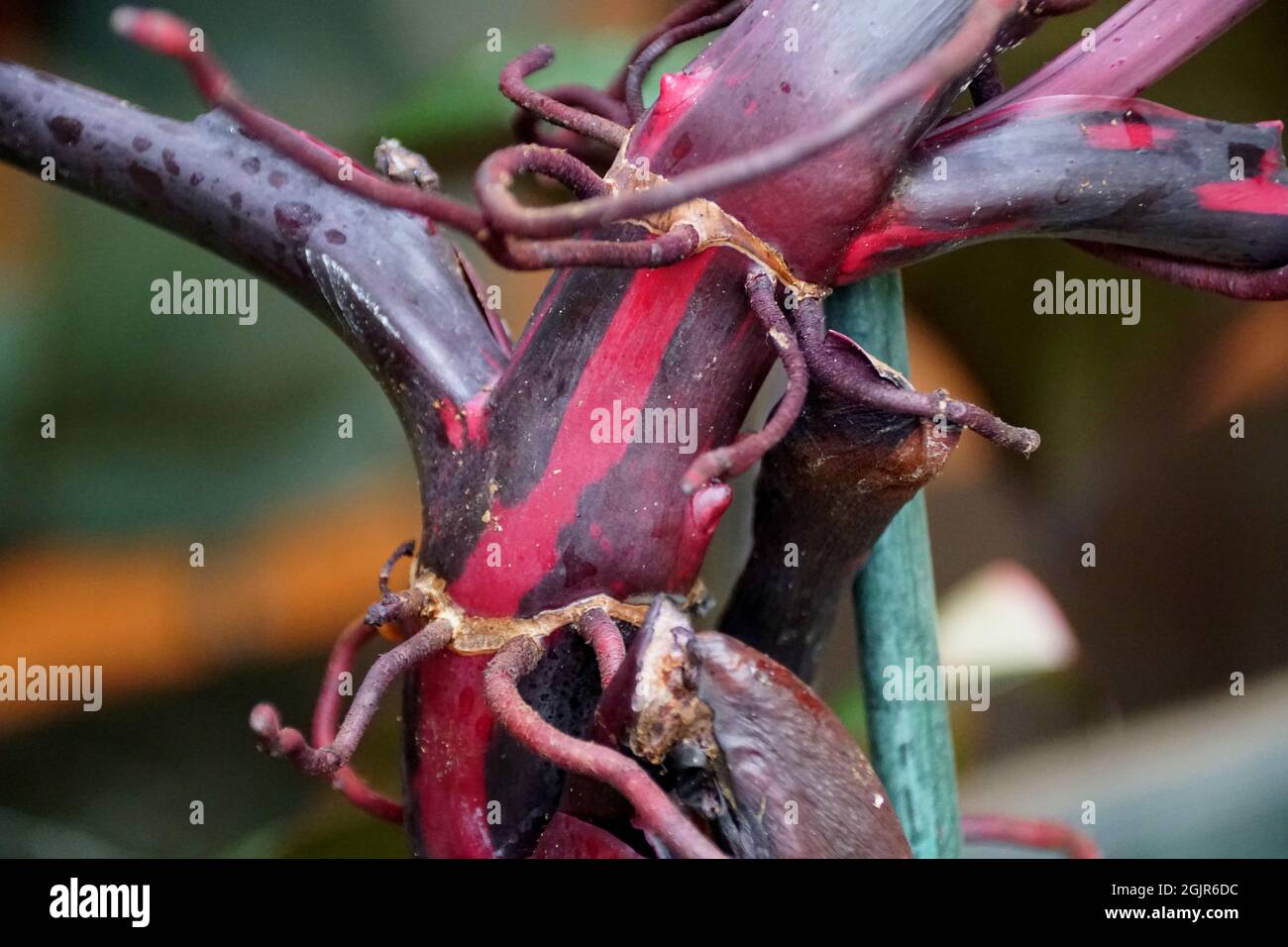 The variegated stems and aerial roots of Philodendron Pink Princess ...