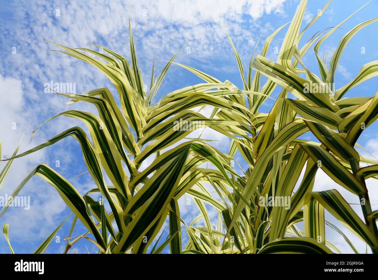 Green and white color of variegated sugar cane plant Stock Photo - Alamy