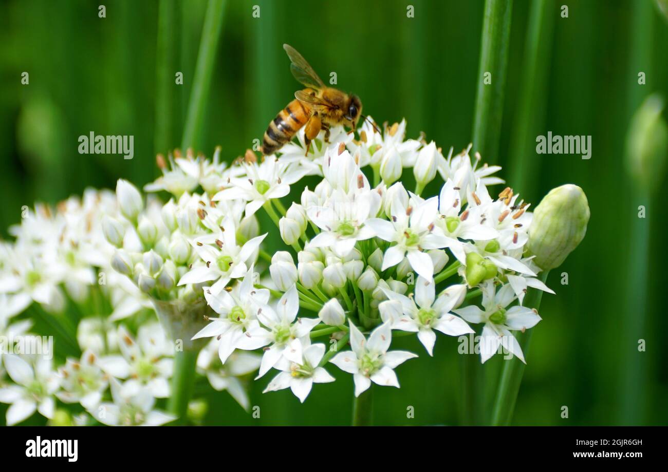 Bees pollinating the white chive flowers in a vegetable garden Stock ...