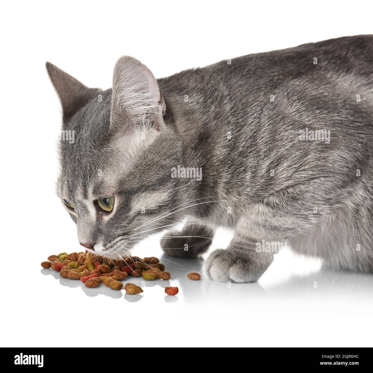 Cute cat eating on white background Stock Photo - Alamy