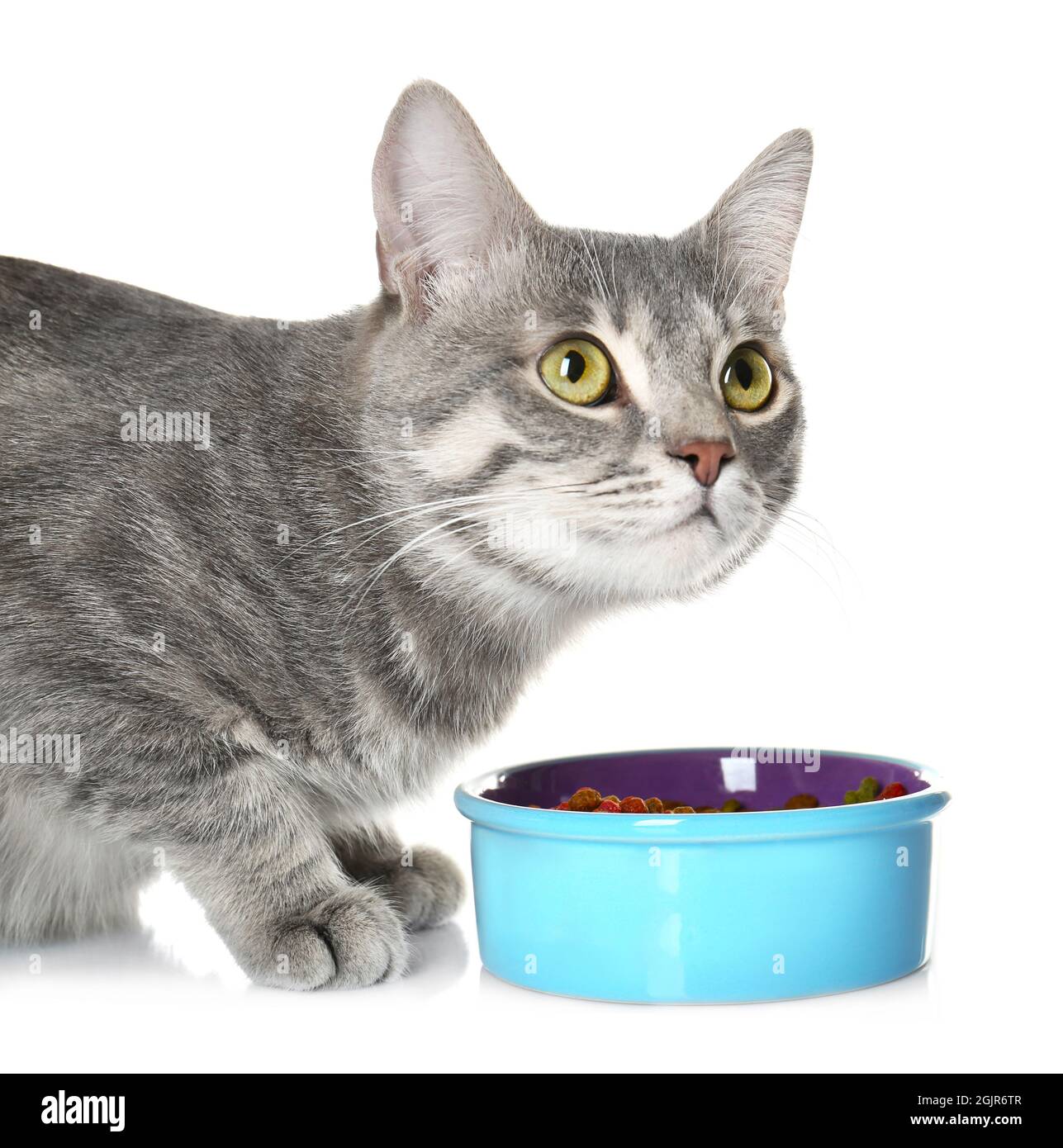 Cute cat eating on white background Stock Photo - Alamy