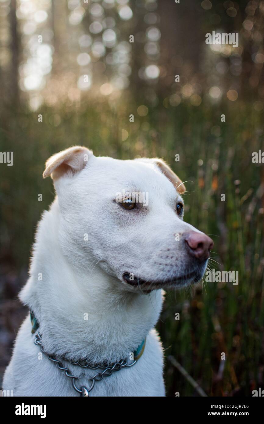 The last rainforest hi-res stock photography and images - Alamy