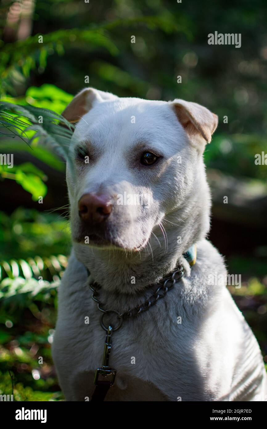 The last rainforest hi-res stock photography and images - Alamy