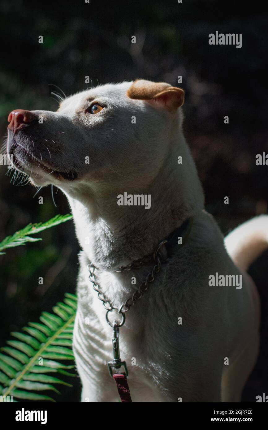 The last rainforest hi-res stock photography and images - Alamy