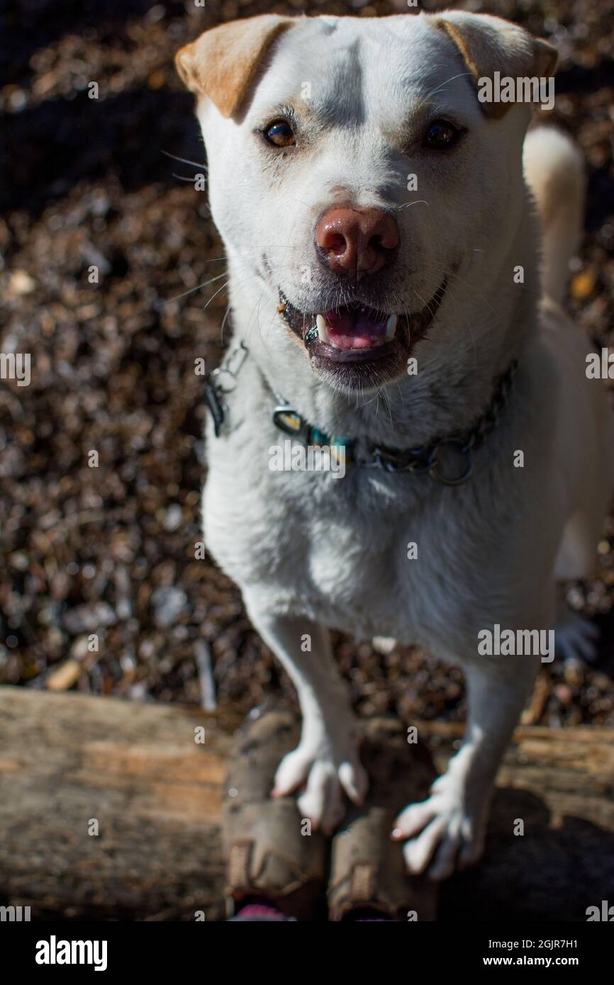 The last rainforest hi-res stock photography and images - Alamy