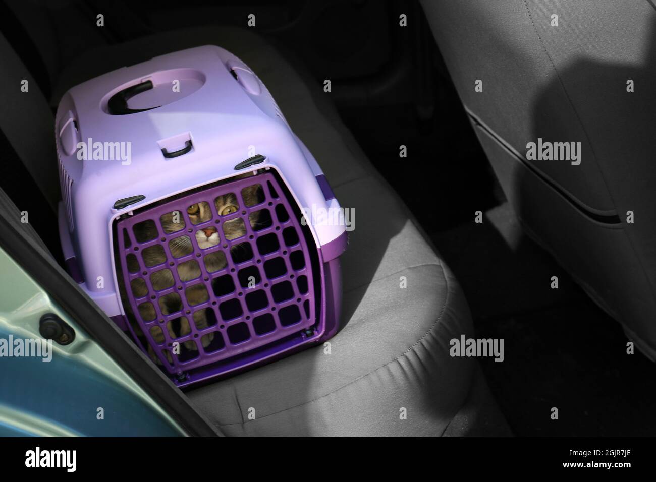 Carrier box with cat in car Stock Photo - Alamy
