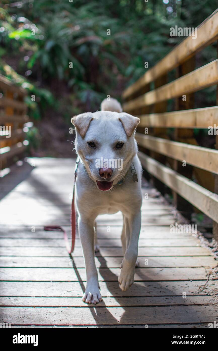 The last rainforest hi-res stock photography and images - Alamy