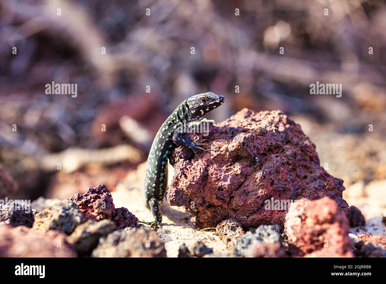 Close up of the filfola lizard or Maltese wall lizard on the lava stone ...