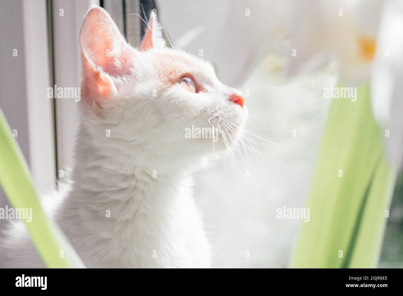 White and ginger cat 3-4 months looks out the window. Kitten in rays of ...