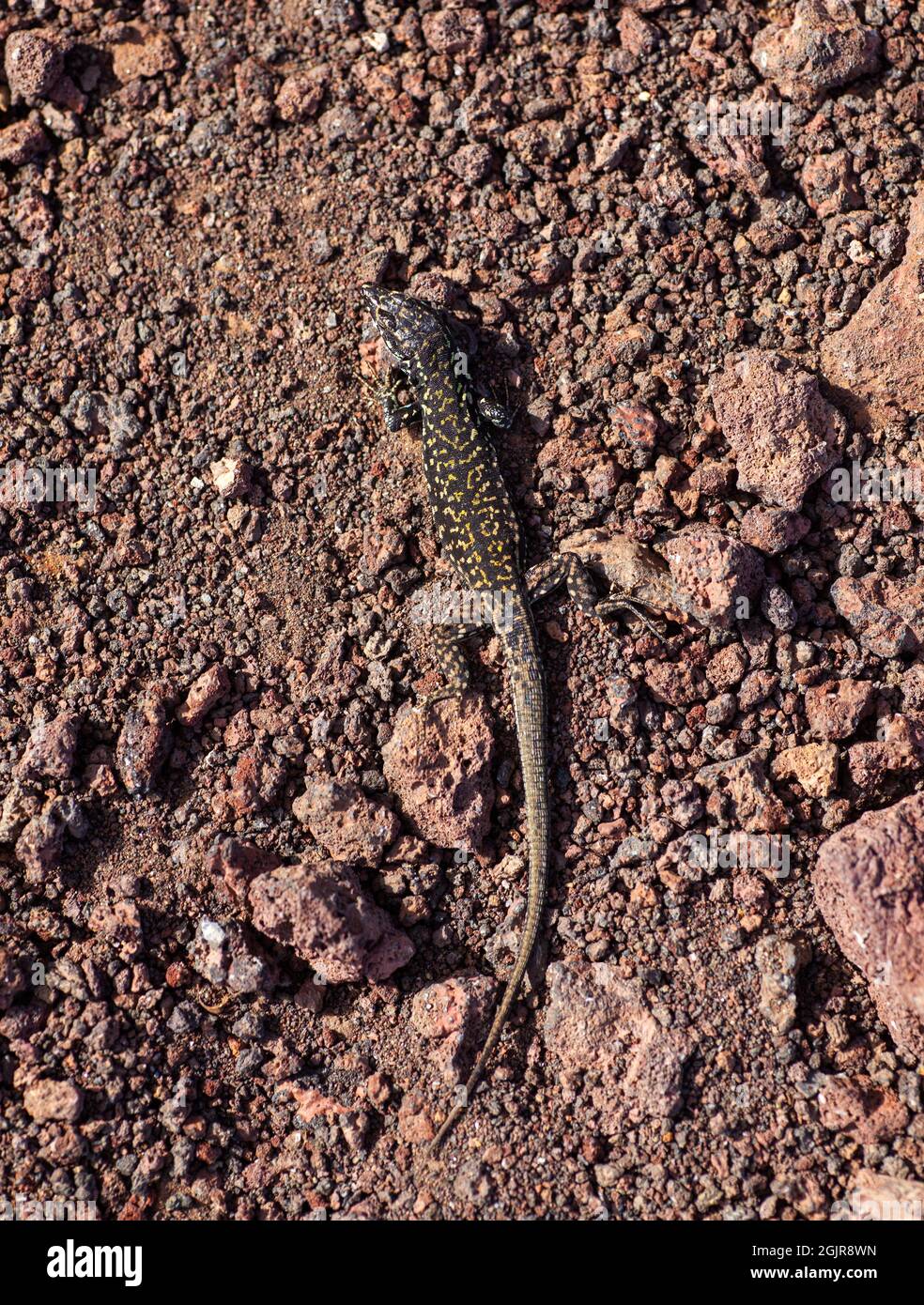 Top view of the filfola lizard or Maltese wall lizard on the lava sand ...