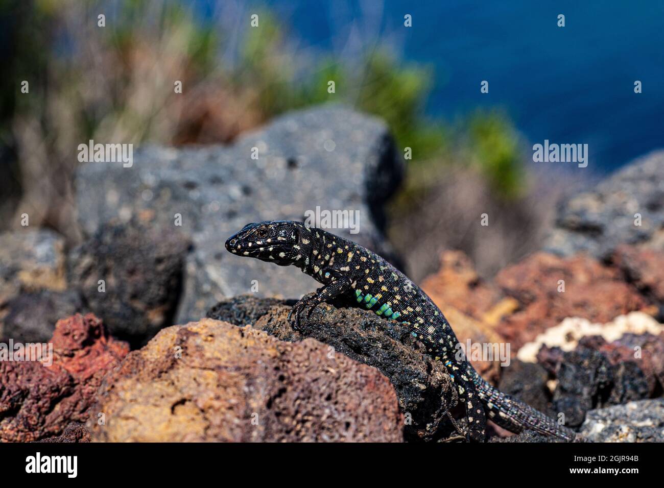 Close up of the filfola lizard or Maltese wall lizard on the lava stone ...