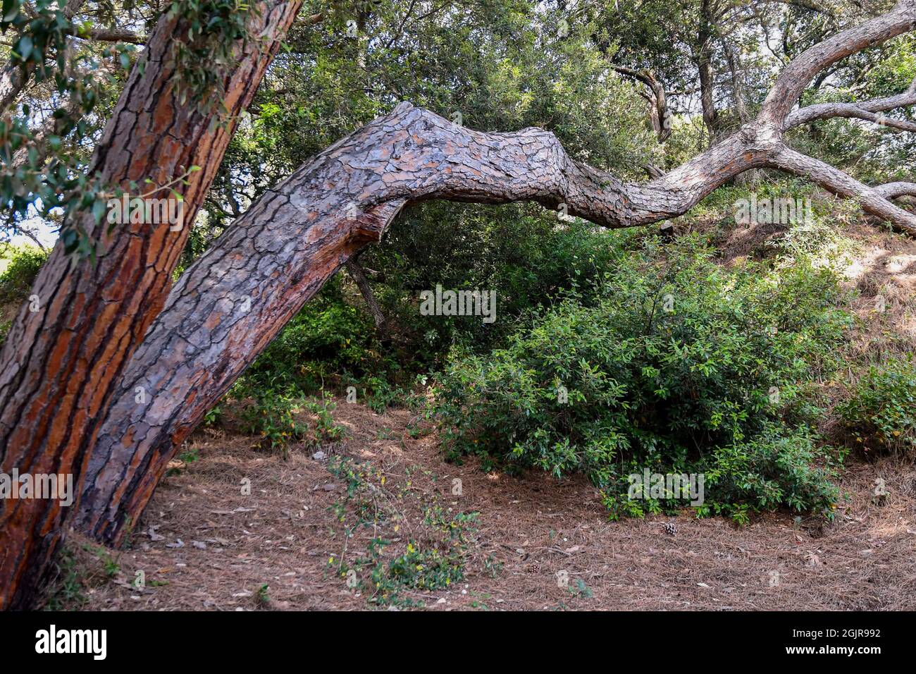 Mediterranean wood plants hi-res stock photography and images - Alamy