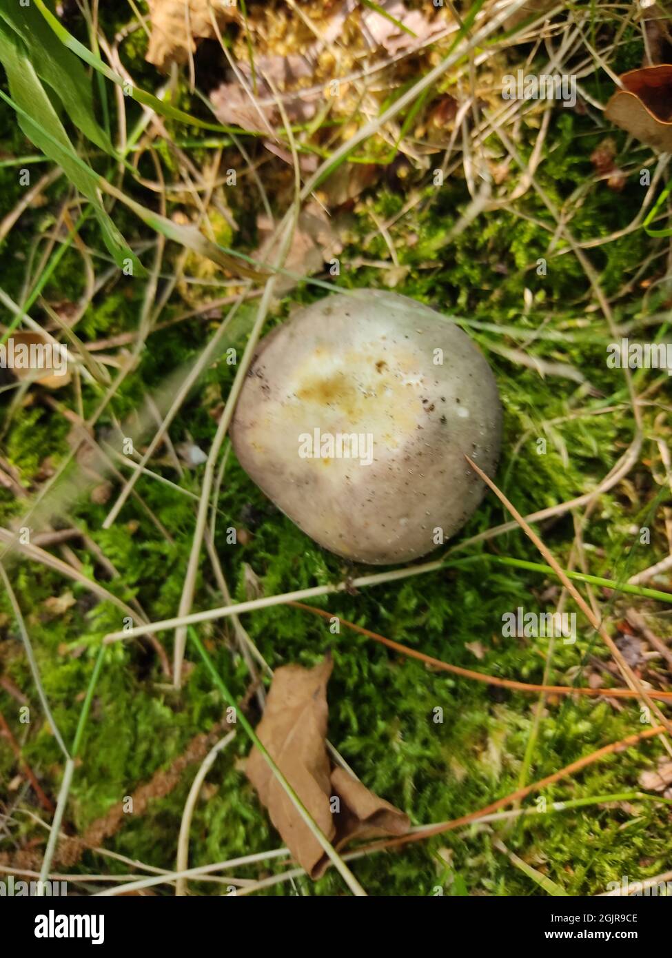 Top view of a potato on the ground Stock Photo - Alamy