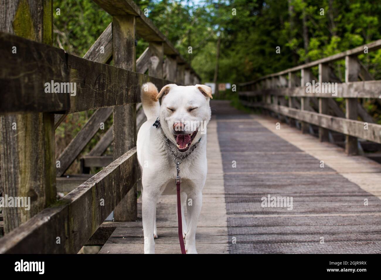 Puppy forest hi-res stock photography and images - Alamy