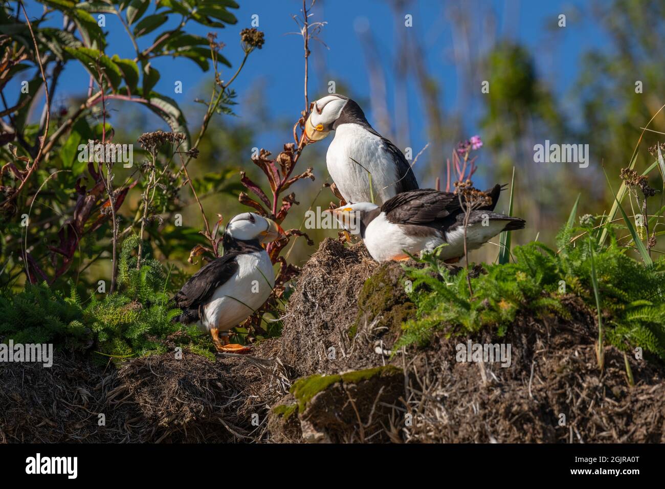 Puffin family hi-res stock photography and images - Alamy