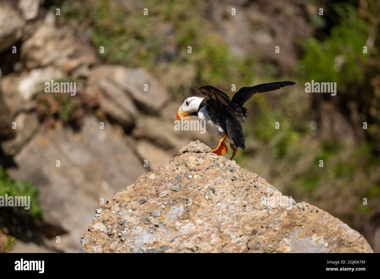 Horned Puffin, Alaska Stock Photo - Alamy
