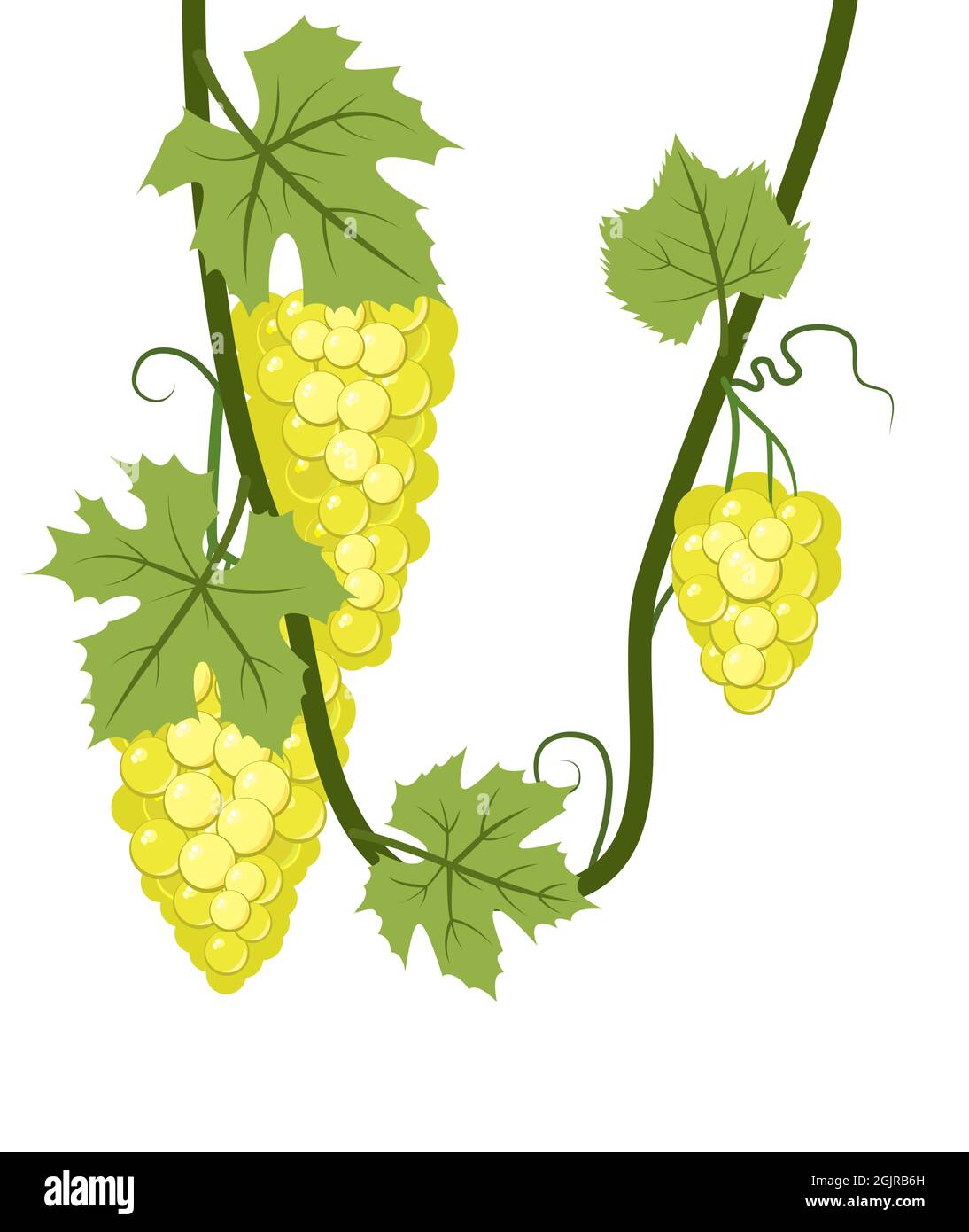 Vine with foliage and bunches of yellow Fragrant grapes. Viticulture ...