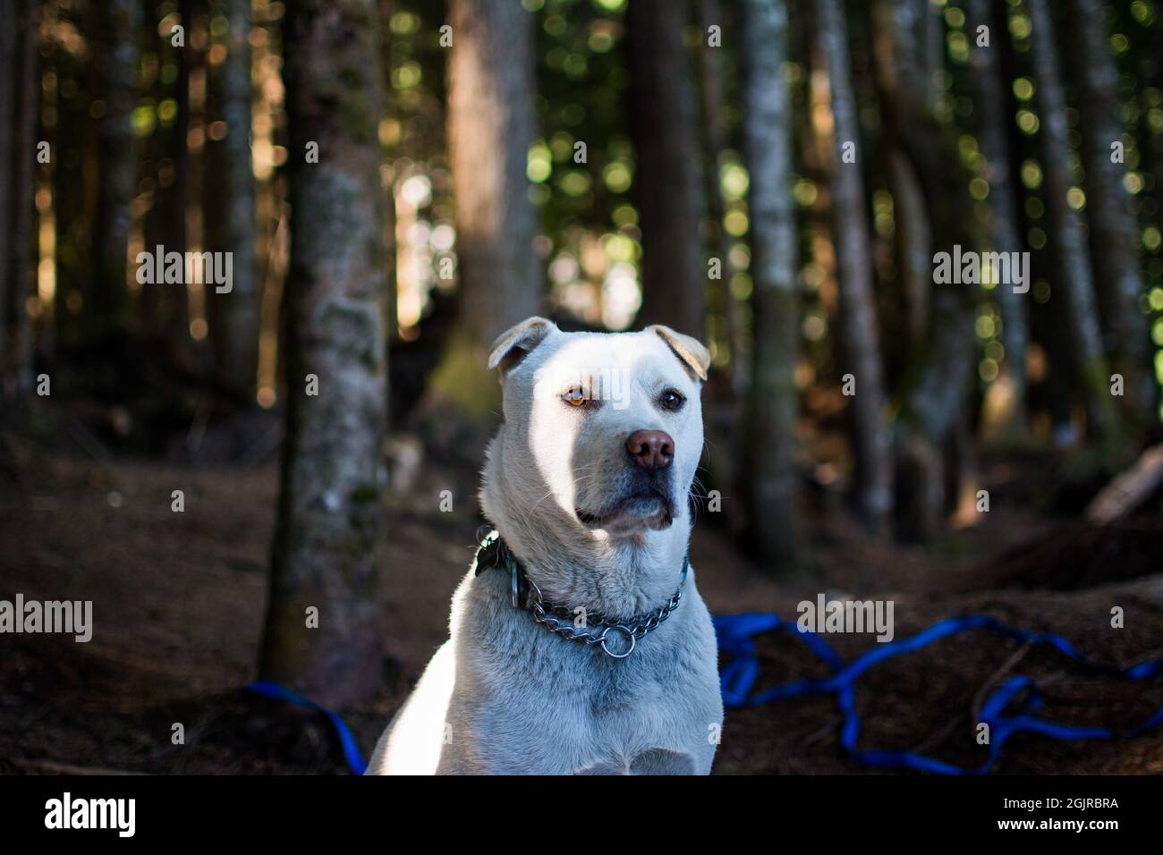 Adventure dog hi-res stock photography and images - Alamy