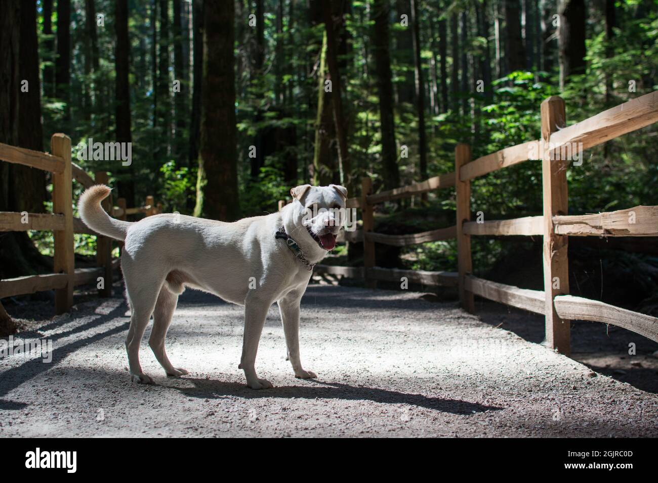 Adventure dog hi-res stock photography and images - Alamy