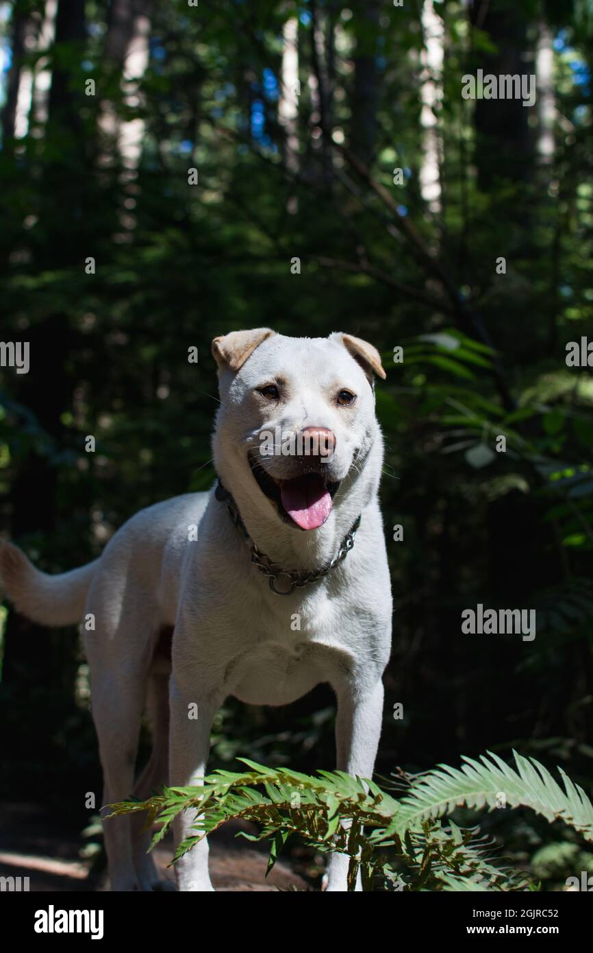 Adventure dog hi-res stock photography and images - Alamy