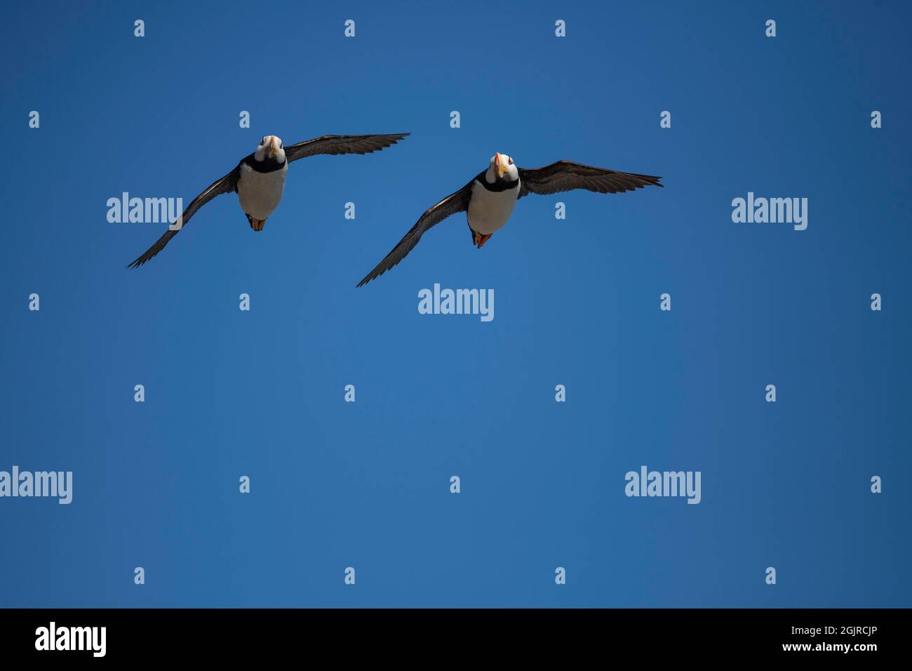 Two horned puffins flying hi-res stock photography and images - Alamy