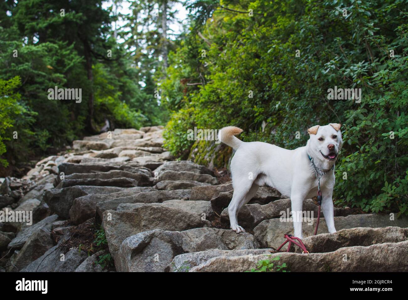 The last rainforest hi-res stock photography and images - Alamy