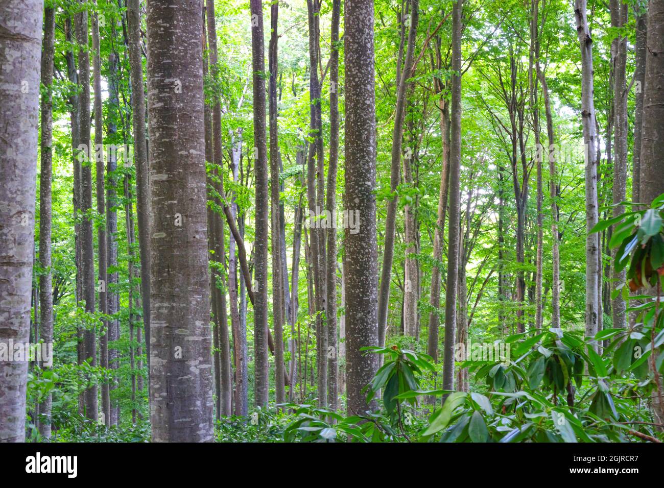 Inside Forest with Long Green Trees Stock Photo - Alamy