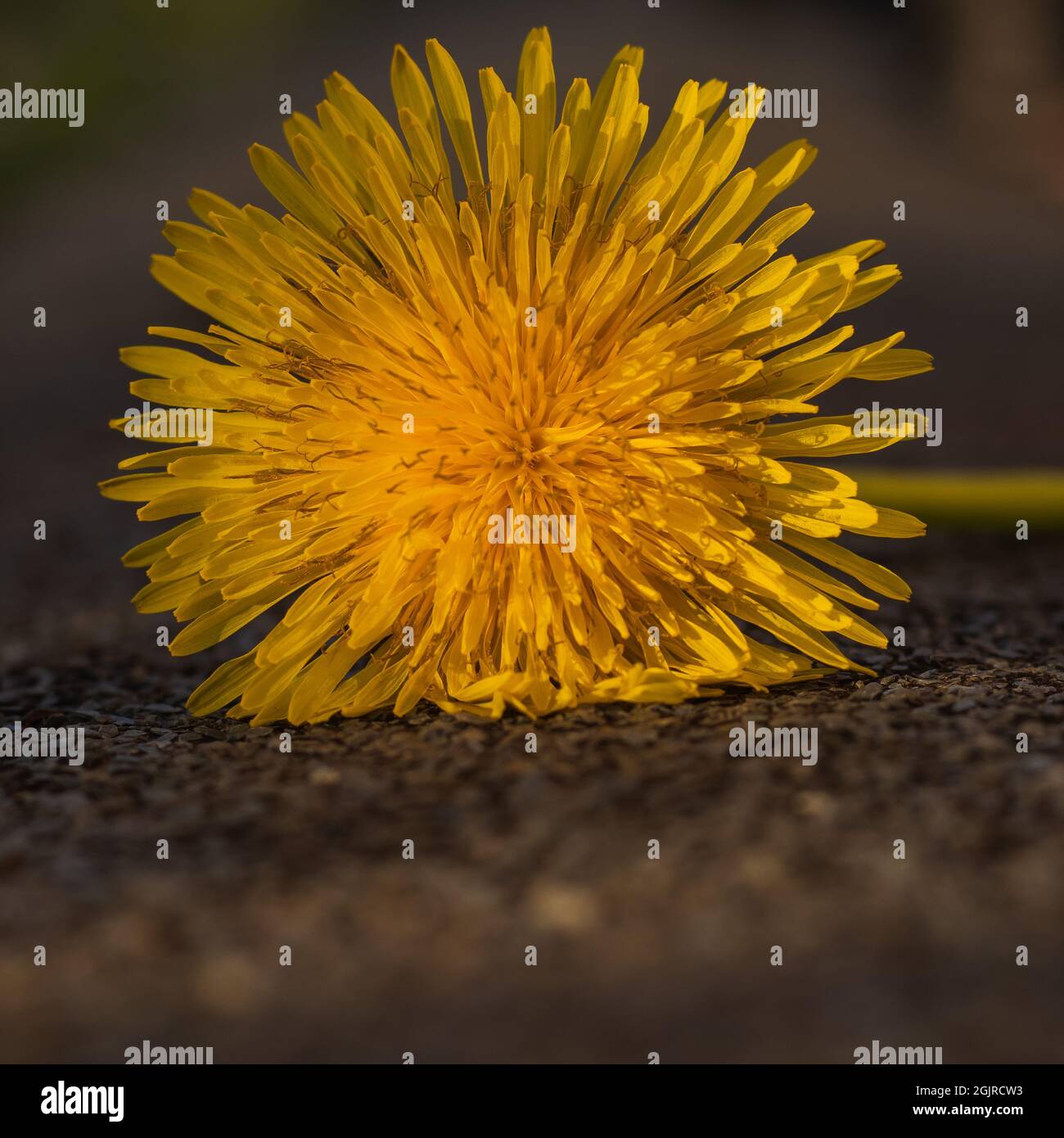 Dandelion wallpaper hi-res stock photography and images - Alamy