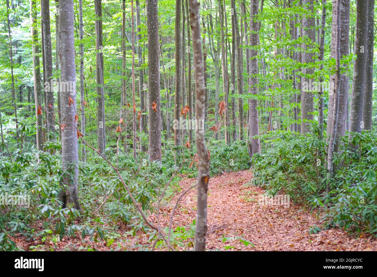 Inside Forest with Long Green Trees Stock Photo - Alamy