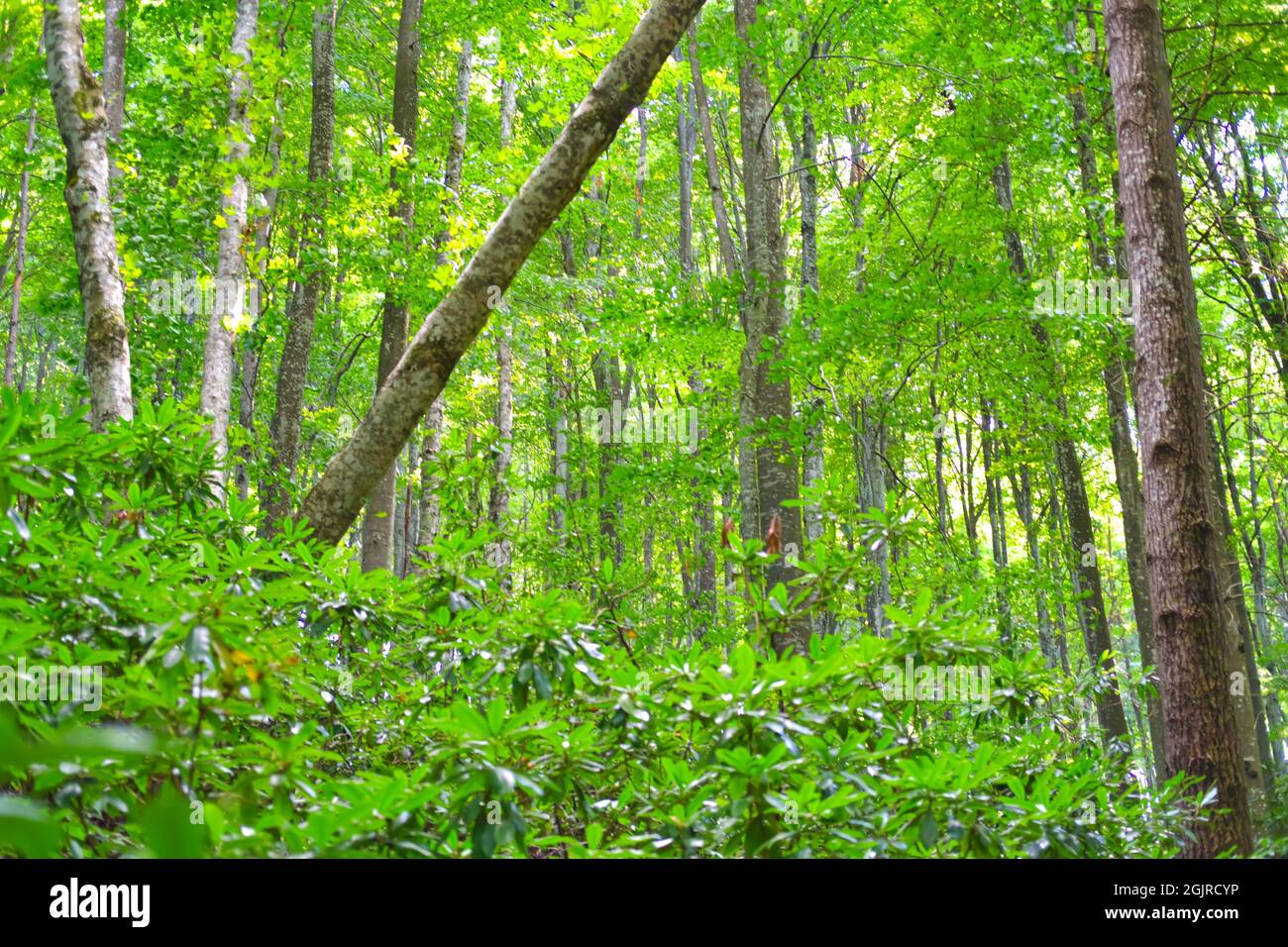 Inside Forest with Long Green Trees Stock Photo - Alamy