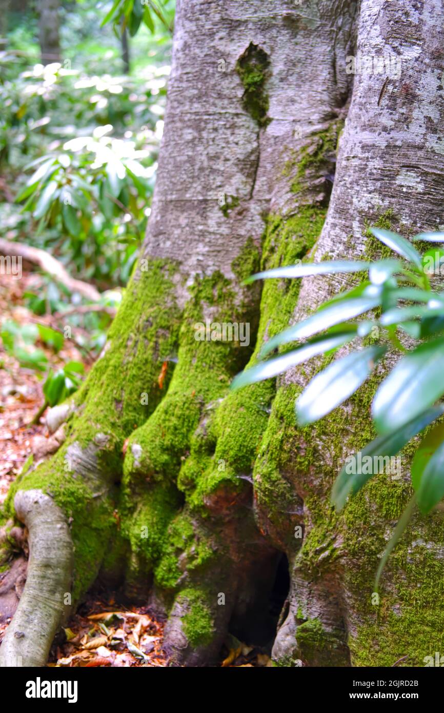 Moss on Tree Trunk in the Woods Stock Photo - Alamy