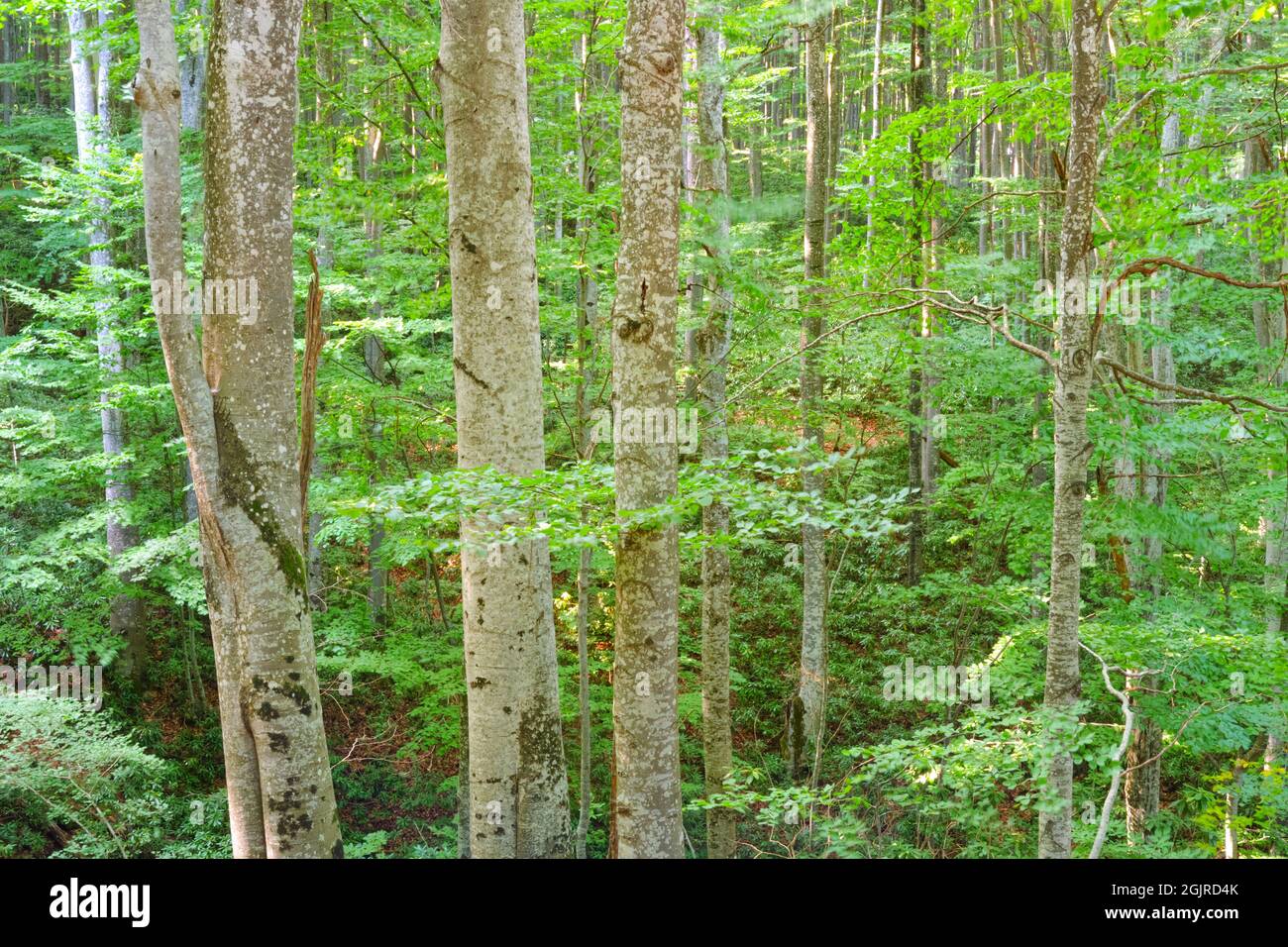 Inside Forest with Long Green Trees Stock Photo - Alamy
